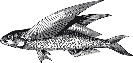 Flying Fish Vector Images (over 10,000)