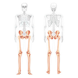 Bones of the Lower Limb Vector Images (45)
