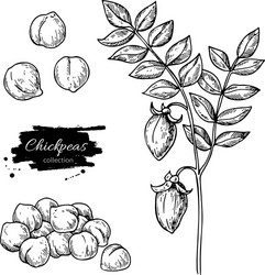 Chickpea Hand Drawn Vector Images (over 180)