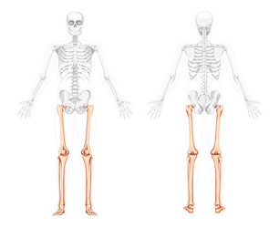 Bones of the Lower Limb Vector Images (45)