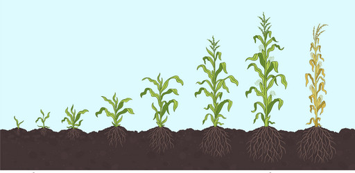 Growth cycle of sweet corn in soil Royalty Free Vector Image