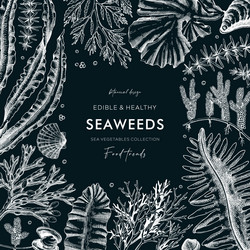 Seaweed card design in sketch style edible algae Vector Image