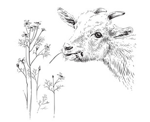 Head goat hand drawing sketch engraving Royalty Free Vector