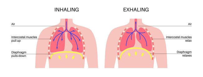 Diaphragm Inhale and Exhale Vector Images (over 100)