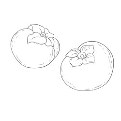 Line art persimmons elements of fruits Royalty Free Vector