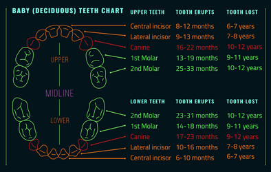 Baby first teeth chart Royalty Free Vector Image