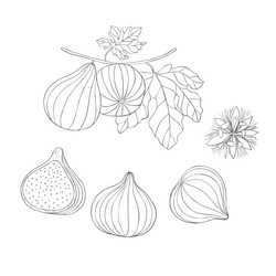 Line art fig Royalty Free Vector Image - VectorStock