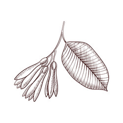 Sabah borneo linangkit pattern Royalty Free Vector Image