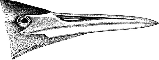 Bittern Vector Images (35)