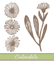 Calendula medical botanical isolated Royalty Free Vector