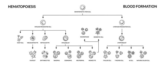 Hematopoiesis diagram human blood cells types Vector Image