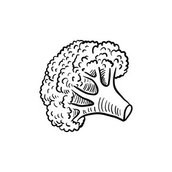 Broccoli sketch drawing Royalty Free Vector Image