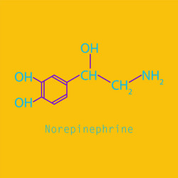 Norepinephrine noradrenaline norepi hormone Vector Image