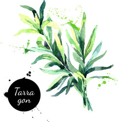 Tarragon Royalty Free Vector Image - VectorStock