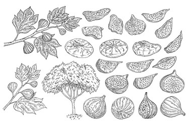 Fig tree branch with leaves and fruits Royalty Free Vector