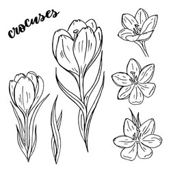 Saffron Flower Tattoo