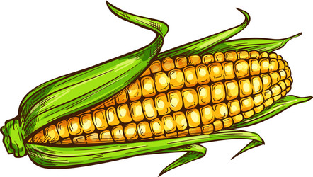 Corn Maize Vector Images (over 10,000)