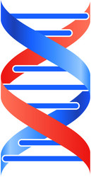Dna helix double-helix structure of dna Royalty Free Vector