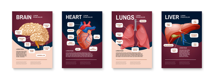Internal human organs poster set Royalty Free Vector Image