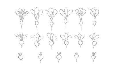 Monochrome sugar beet vegetable sketched line art Vector Image