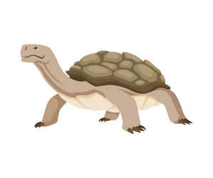 Land Turtle Vector Images (over 690)