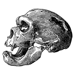 Neanderthal Skull Drawing