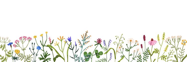 Spring meadow flowers and grass border field Vector Image
