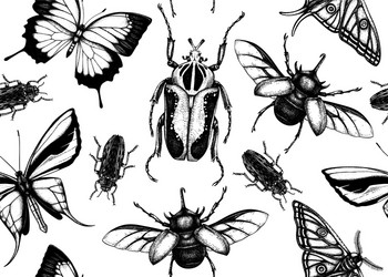 Seamless pattern with butterflies black and white Vector Image