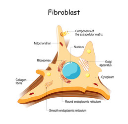 Fibroblast cell structure and function Royalty Free Vector