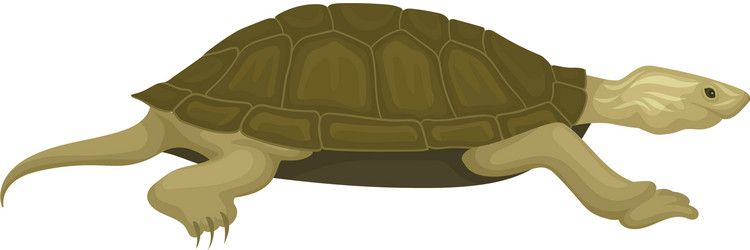 Turtle reptile animal side view Royalty Free Vector Image