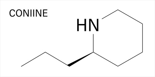 Coniine toxin molecule skeletal formula Royalty Free Vector
