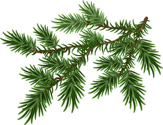 Fur tree Royalty Free Vector Image - VectorStock