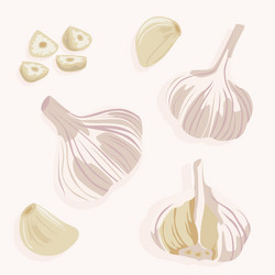 Garlic Vector Images (over 26,000)