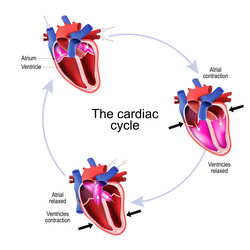 Cardiac Cycle Vector Images (over 330)