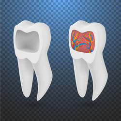 Realistic 3d tooth set healthy teeth set care Vector Image