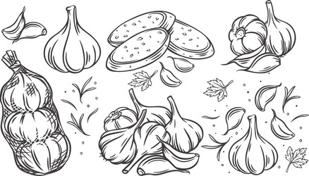 Garlic Outline Vector Images (over 4,500)