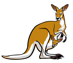 Kangaroo Pouch Cartoon