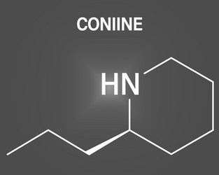 Coniine toxin molecule skeletal formula Royalty Free Vector