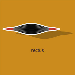 Sticker rectus - didactic board of anatomy Vector Image