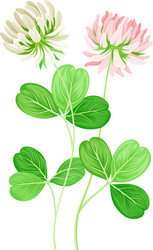 Purple Clover Plant Vector Images (over 580)