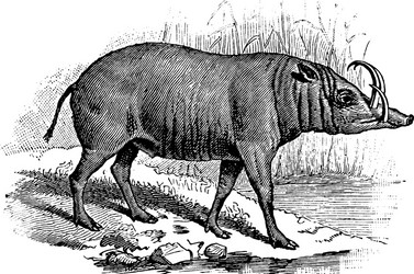 Vintage Hog Vector Images (over 2,000)