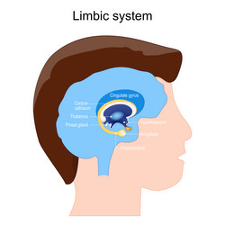 Limbic system cross section of the human brain Vector Image