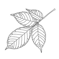 Stylized ash tree leaf line drawing Royalty Free Vector