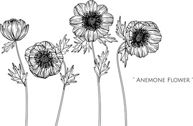 Anemone Outline Vector Images (over 1,000)