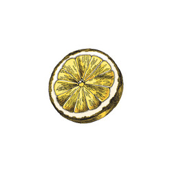 Hand drawn lemon cut in half colored sketch Vector Image
