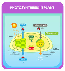 Biological photosynthesis infographic elements Vector Image