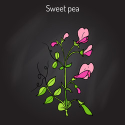 Sweet Pea Vector Images (over 2,800)