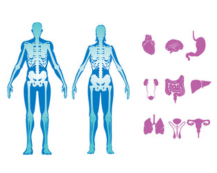 Human Body Vector Images (over 240,000)