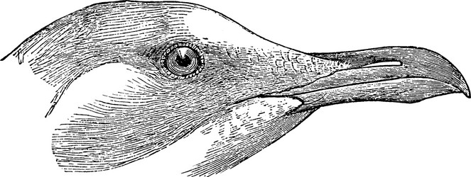 Great black headed gull vintage Royalty Free Vector Image