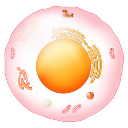 Animal Cell Vector Images (over 11,000)